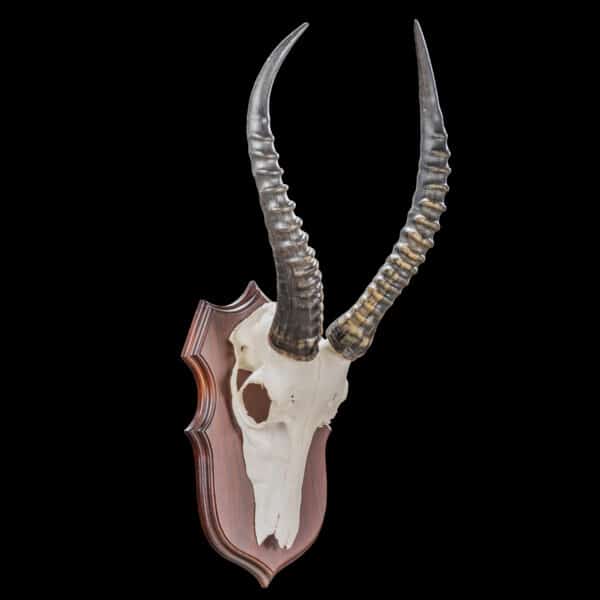 Best BONTEBOK Taxidermy South Africa | BONTEBOK Trophy Quote