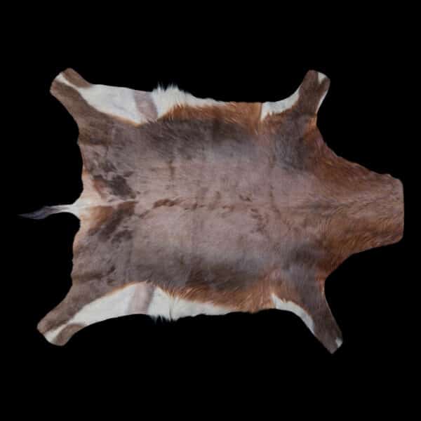 Best BONTEBOK Taxidermy South Africa | BONTEBOK Trophy Quote