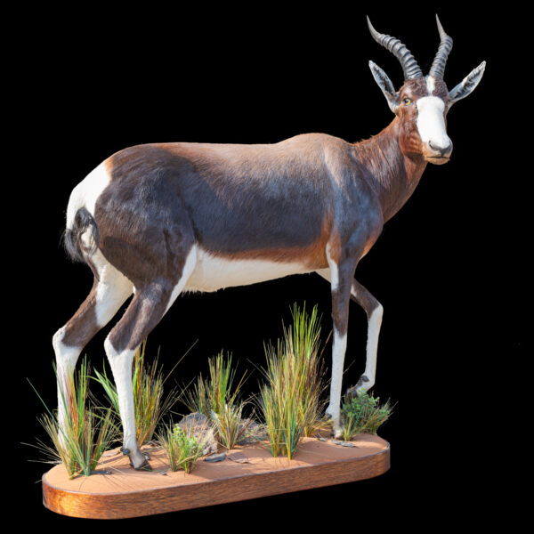 Best BONTEBOK Taxidermy South Africa | BONTEBOK Trophy Quote