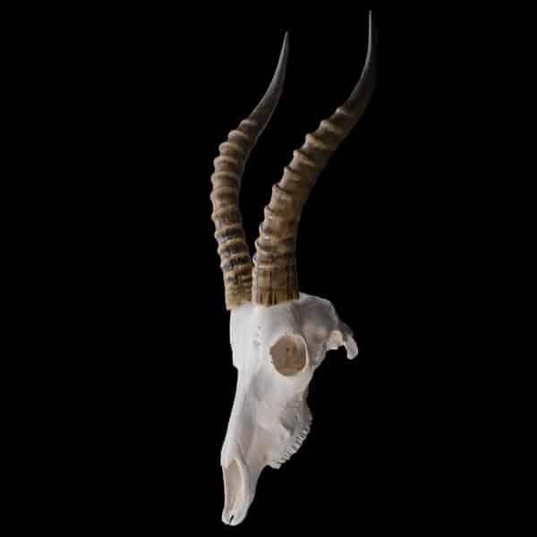 Best BONTEBOK Taxidermy South Africa | BONTEBOK Trophy Quote