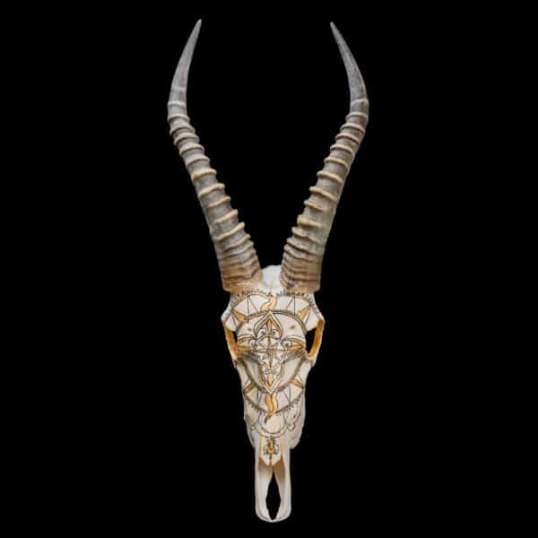 Best BONTEBOK Taxidermy South Africa | BONTEBOK Trophy Quote