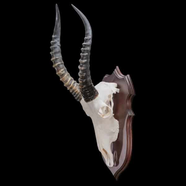 Best BONTEBOK Taxidermy South Africa | BONTEBOK Trophy Quote