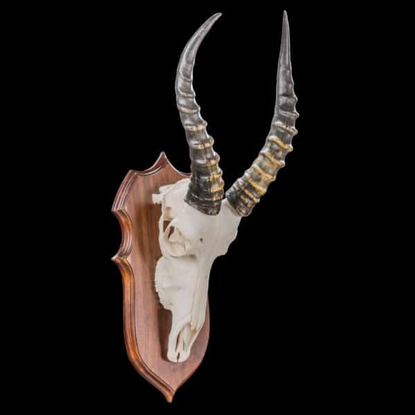 Best BONTEBOK Taxidermy South Africa | BONTEBOK Trophy Quote