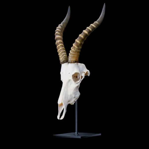 Best BONTEBOK Taxidermy South Africa | BONTEBOK Trophy Quote