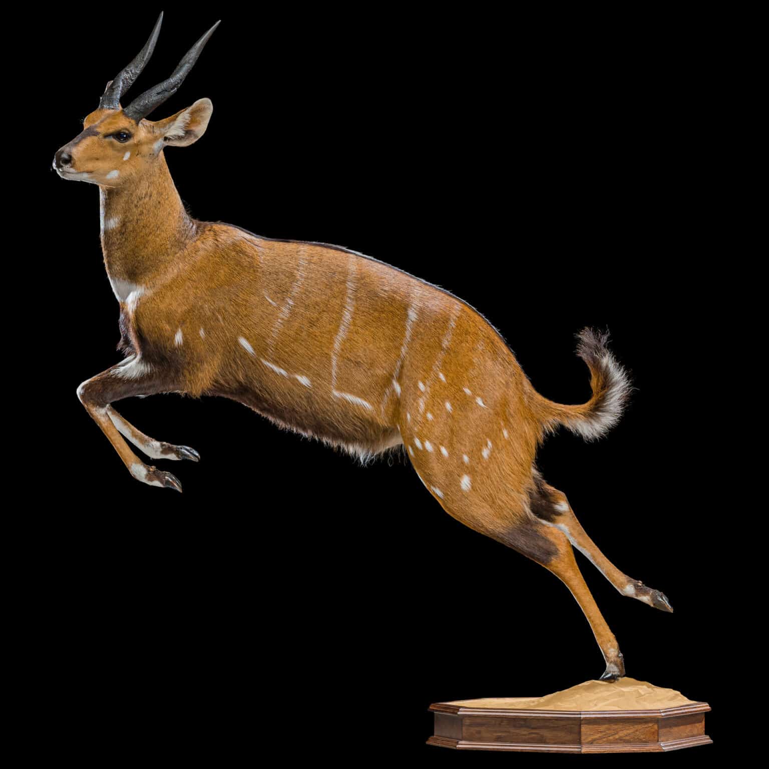 BUSHBUCK Taxidermy South Africa | BUSHBUCK Trophy Quote
