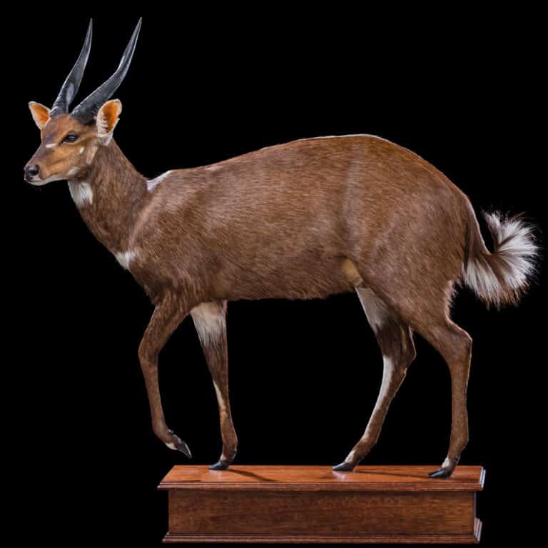 BUSHBUCK Taxidermy South Africa | BUSHBUCK Trophy Quote