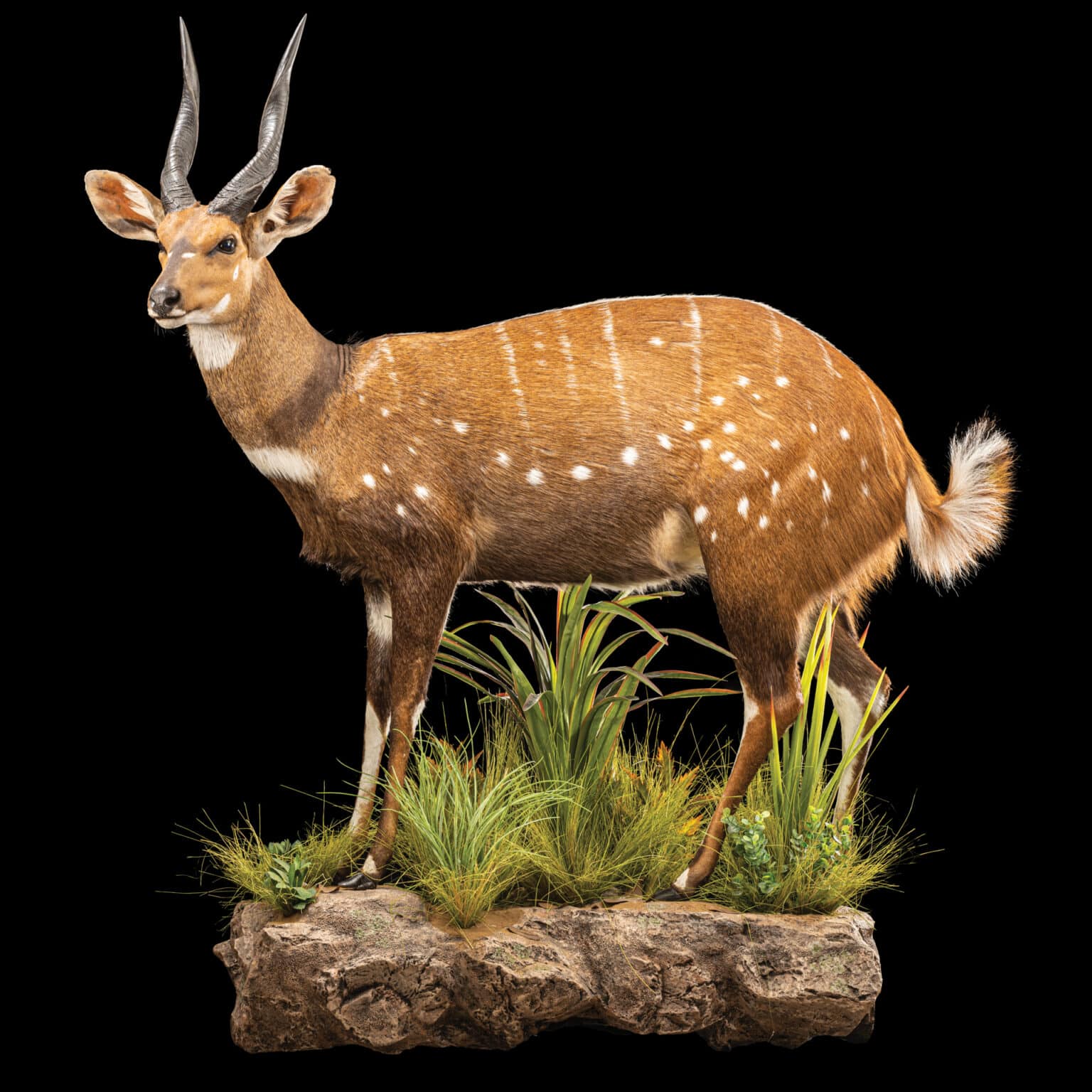 BUSHBUCK Taxidermy South Africa | BUSHBUCK Trophy Quote
