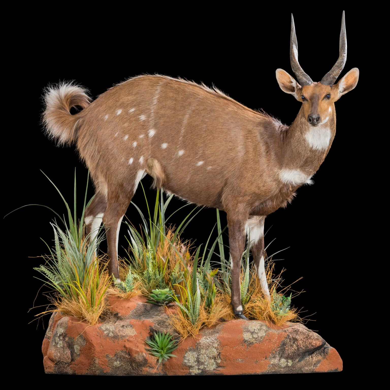BUSHBUCK Taxidermy South Africa | BUSHBUCK Trophy Quote