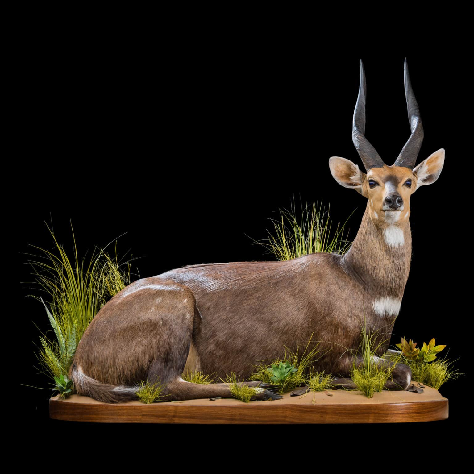BUSHBUCK Taxidermy South Africa | BUSHBUCK Trophy Quote