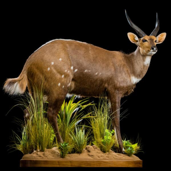 BUSHBUCK Taxidermy South Africa | BUSHBUCK Trophy Quote