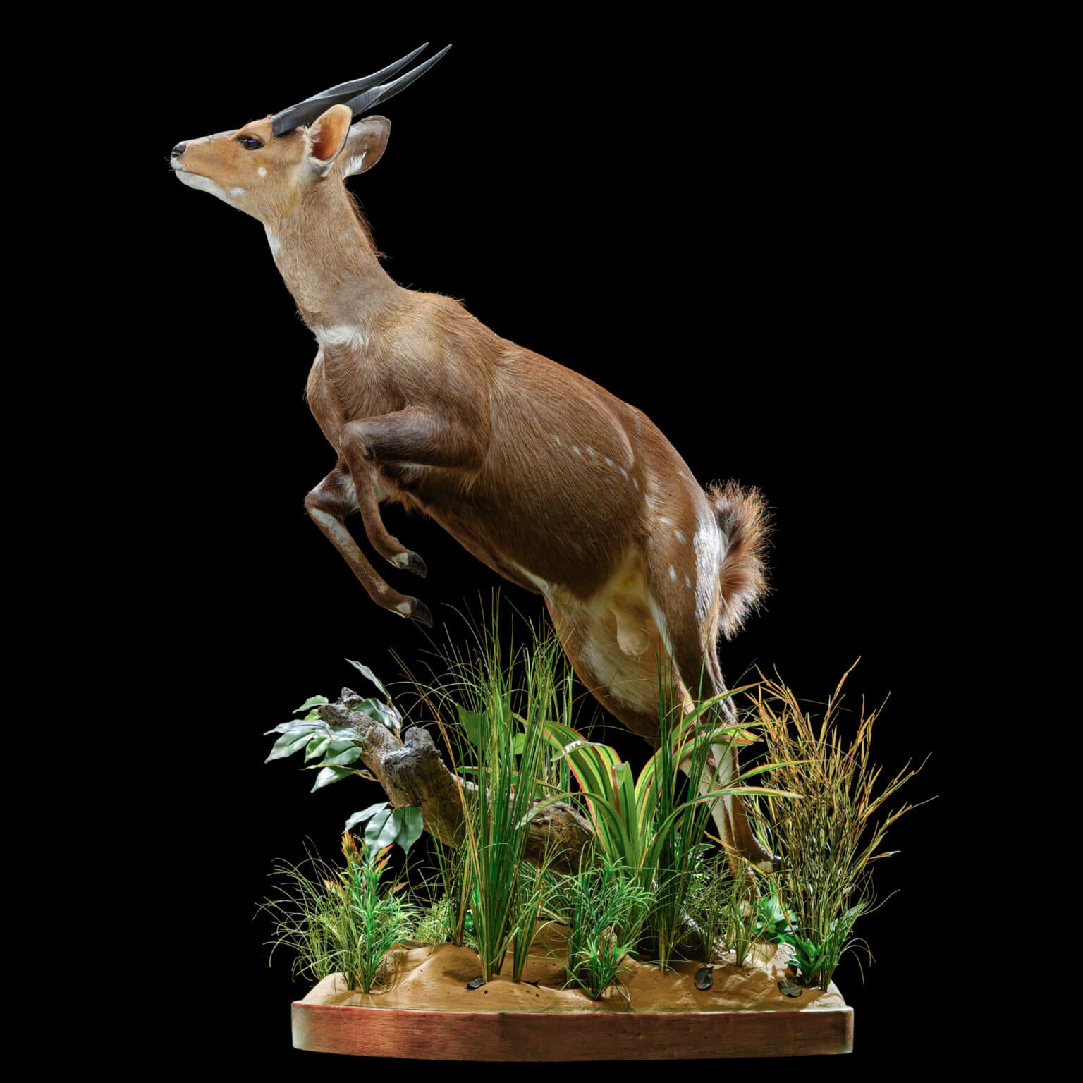 BUSHBUCK Taxidermy South Africa | BUSHBUCK Trophy Quote