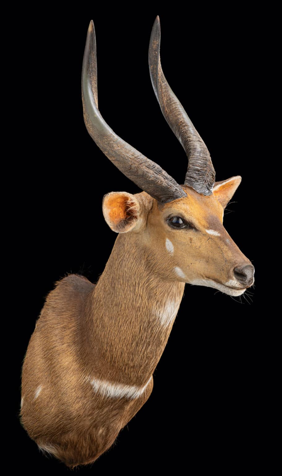BUSHBUCK Taxidermy South Africa | BUSHBUCK Trophy Quote