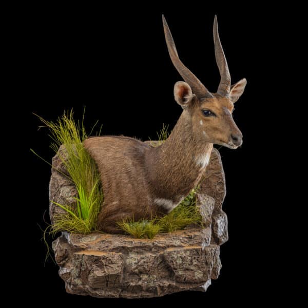 BUSHBUCK Taxidermy South Africa | BUSHBUCK Trophy Quote
