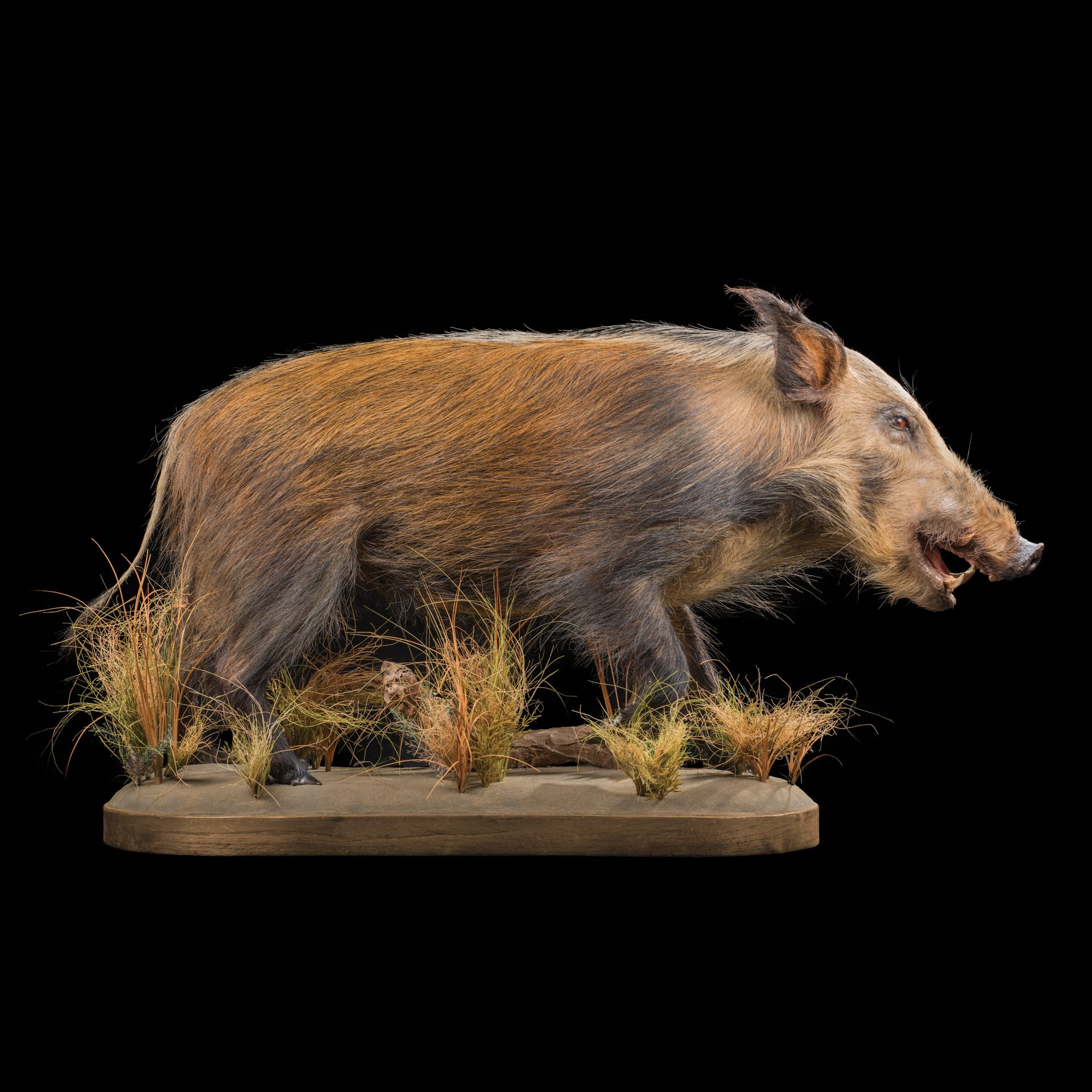 Best BUSHPIG Taxidermy South Africa | BUSHPIG Trophy Quote