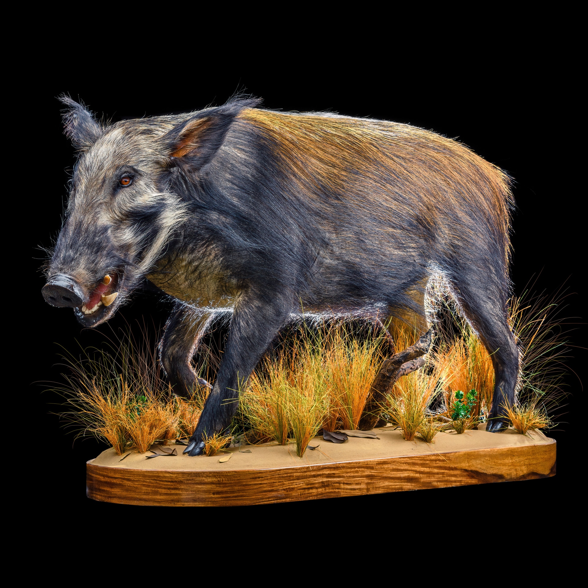 Best BUSHPIG Taxidermy South Africa | BUSHPIG Trophy Quote