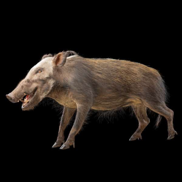 Best BUSHPIG Taxidermy South Africa | BUSHPIG Trophy Quote