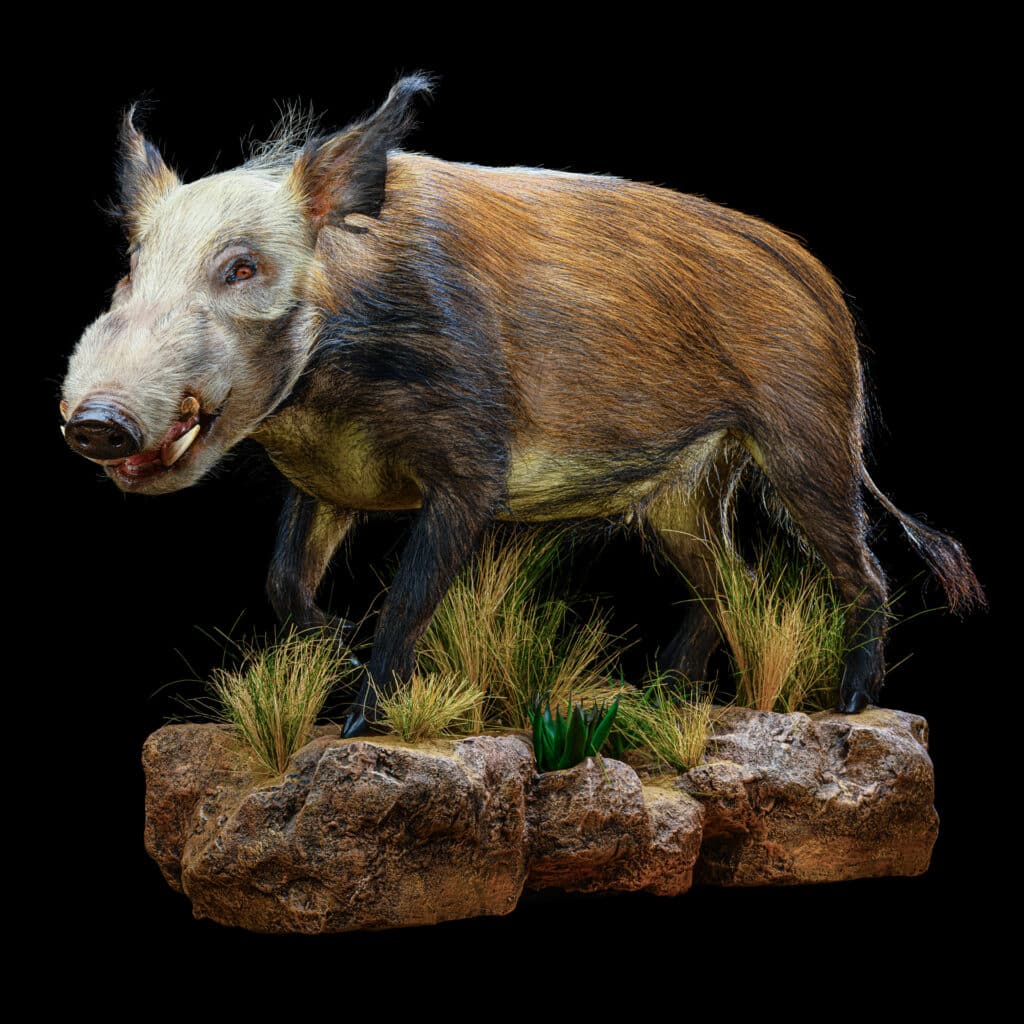 Best BUSHPIG Taxidermy South Africa | BUSHPIG Trophy Quote