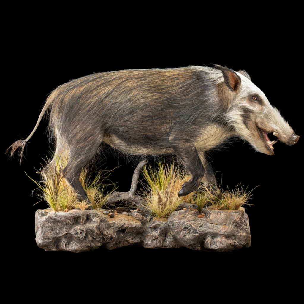Best BUSHPIG Taxidermy South Africa | BUSHPIG Trophy Quote