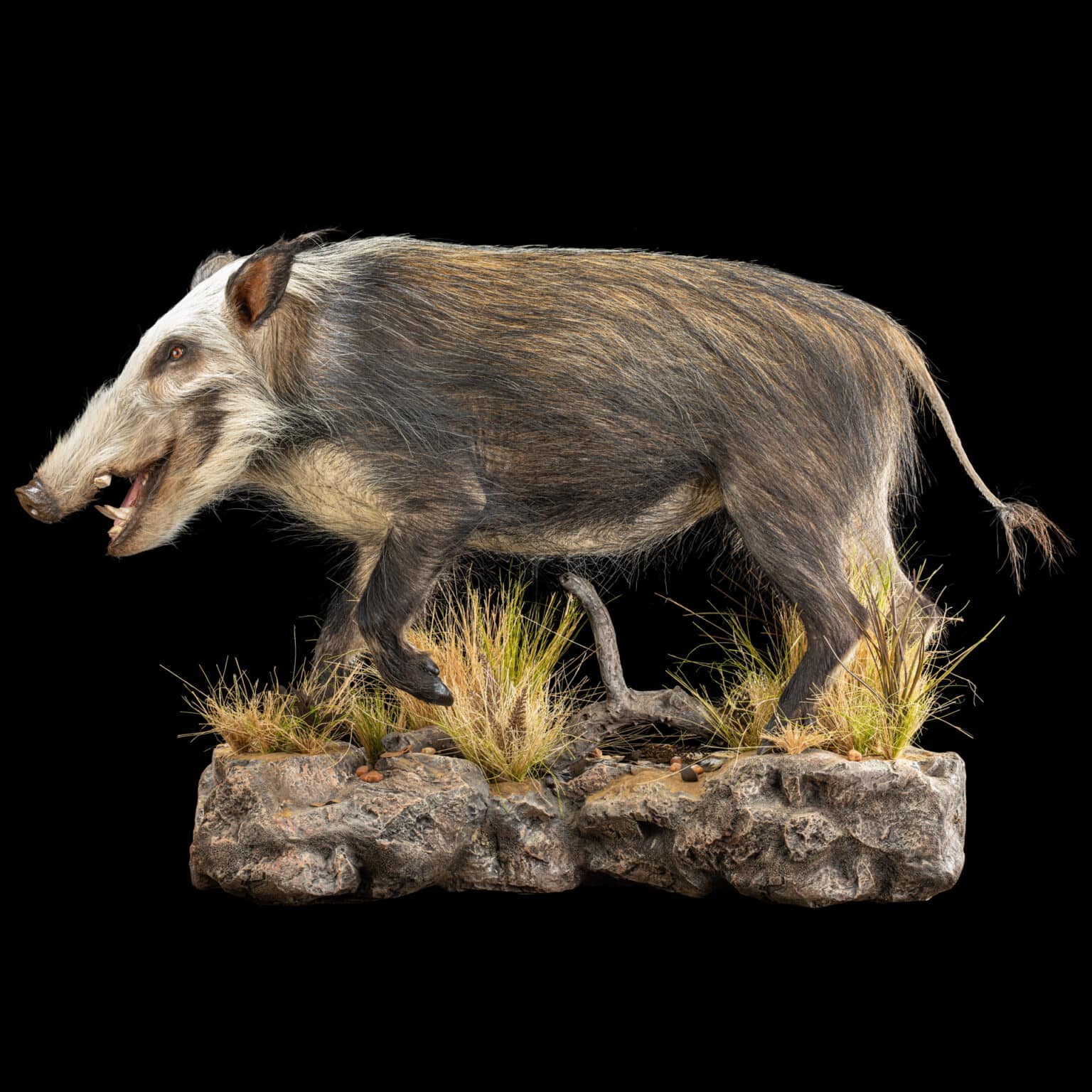 Best BUSHPIG Taxidermy South Africa | BUSHPIG Trophy Quote