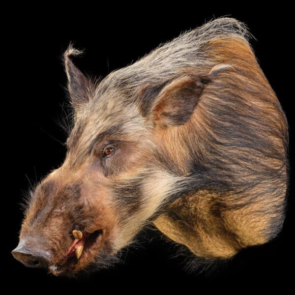 Best BUSHPIG Taxidermy South Africa | BUSHPIG Trophy Quote