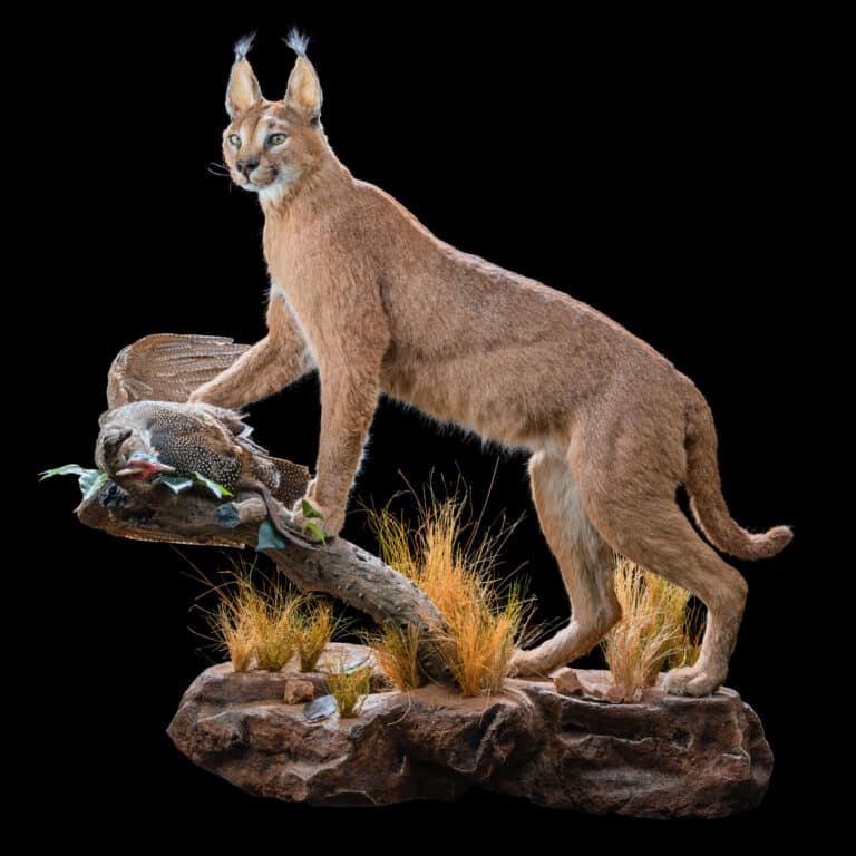 CARACAL Taxidermy South Africa | Get CARACAL Trophy Quote