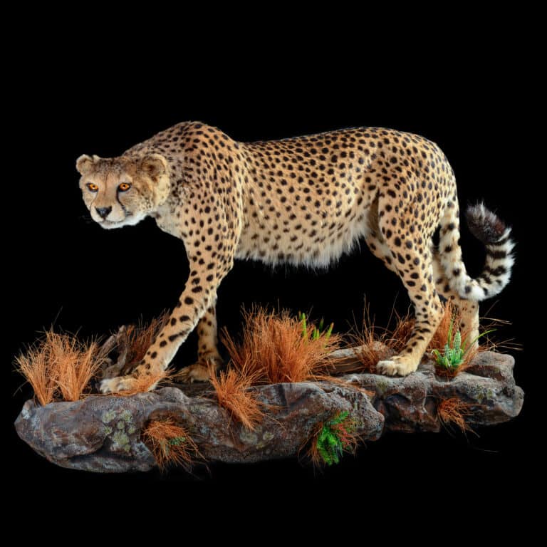 CHEETAH Taxidermy South Africa | Get CHEETAH Trophy Quote