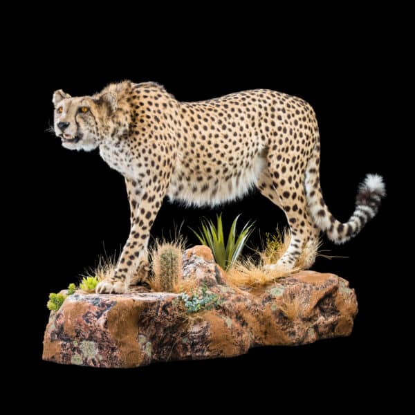 CHEETAH Taxidermy South Africa | Get CHEETAH Trophy Quote