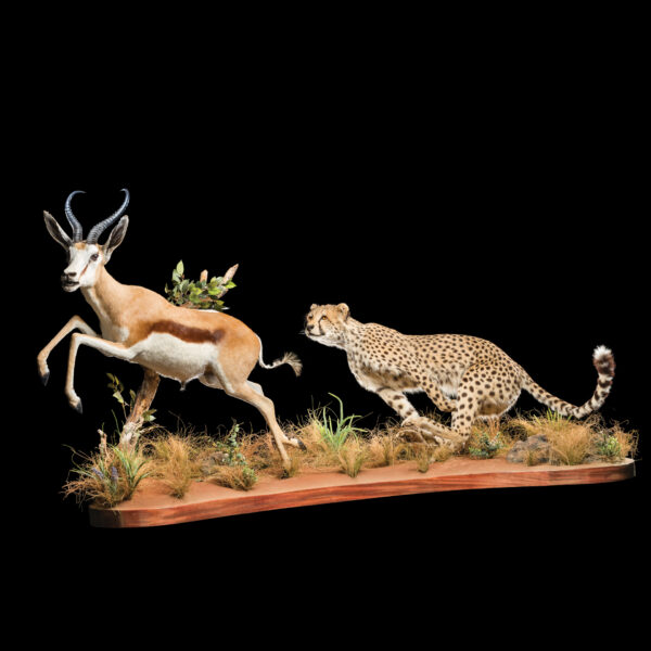 SPRINGBUCK Taxidermy South Africa | SPRINGBUCK Trophy Quote