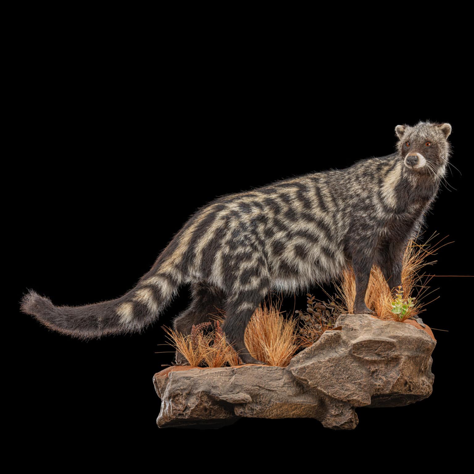 CIVET Taxidermy South Africa | Get CIVET Trophy Quote