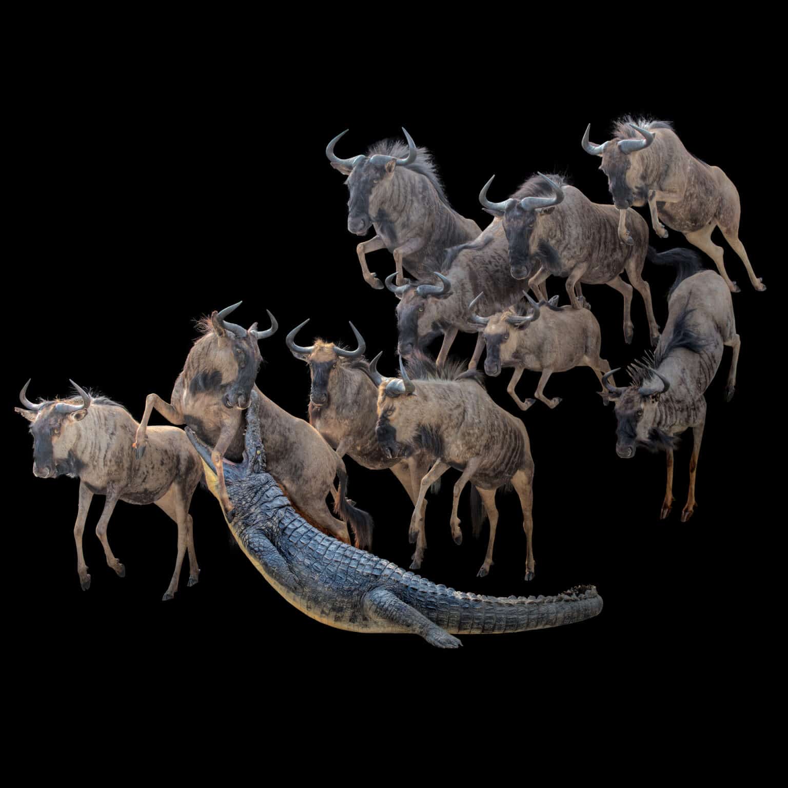 WILDEBEEST Taxidermy South Africa | WILDEBEEST Trophy Quote