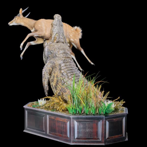 BUSHBUCK Taxidermy South Africa | BUSHBUCK Trophy Quote