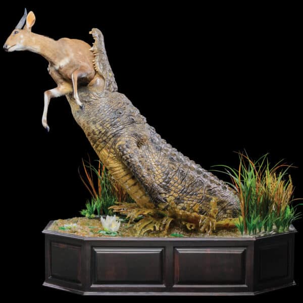 BUSHBUCK Taxidermy South Africa | BUSHBUCK Trophy Quote