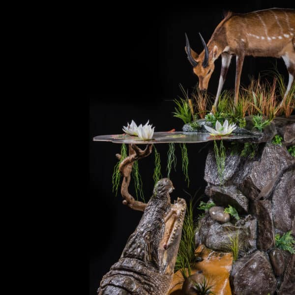 BUSHBUCK Taxidermy South Africa | BUSHBUCK Trophy Quote
