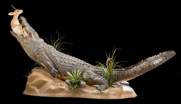 STEENBUCK Taxidermy South Africa | Get STEENBUCK Trophy Quote