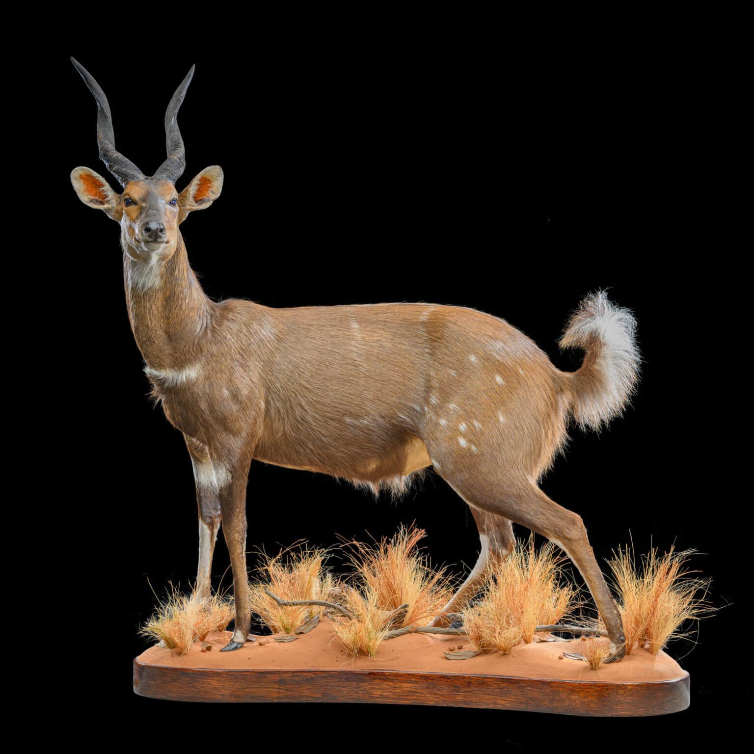 BUSHBUCK Taxidermy South Africa | BUSHBUCK Trophy Quote