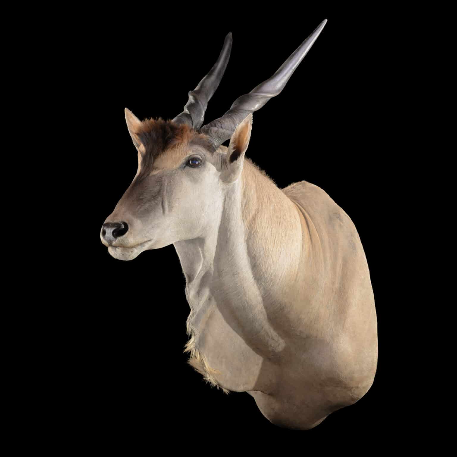 ELAND Taxidermy South Africa | Get ELAND Trophy Quote