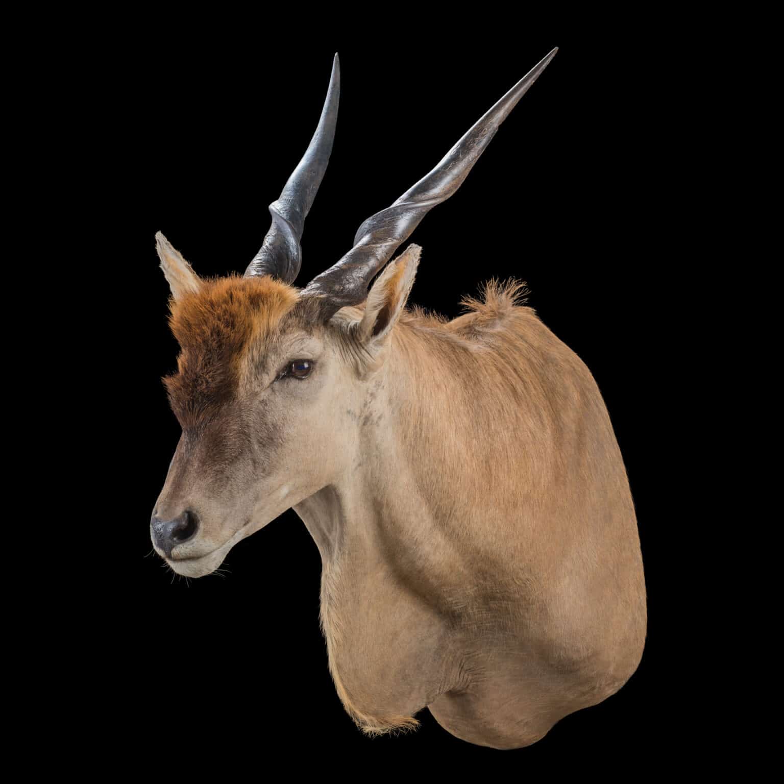 ELAND Taxidermy South Africa | Get ELAND Trophy Quote