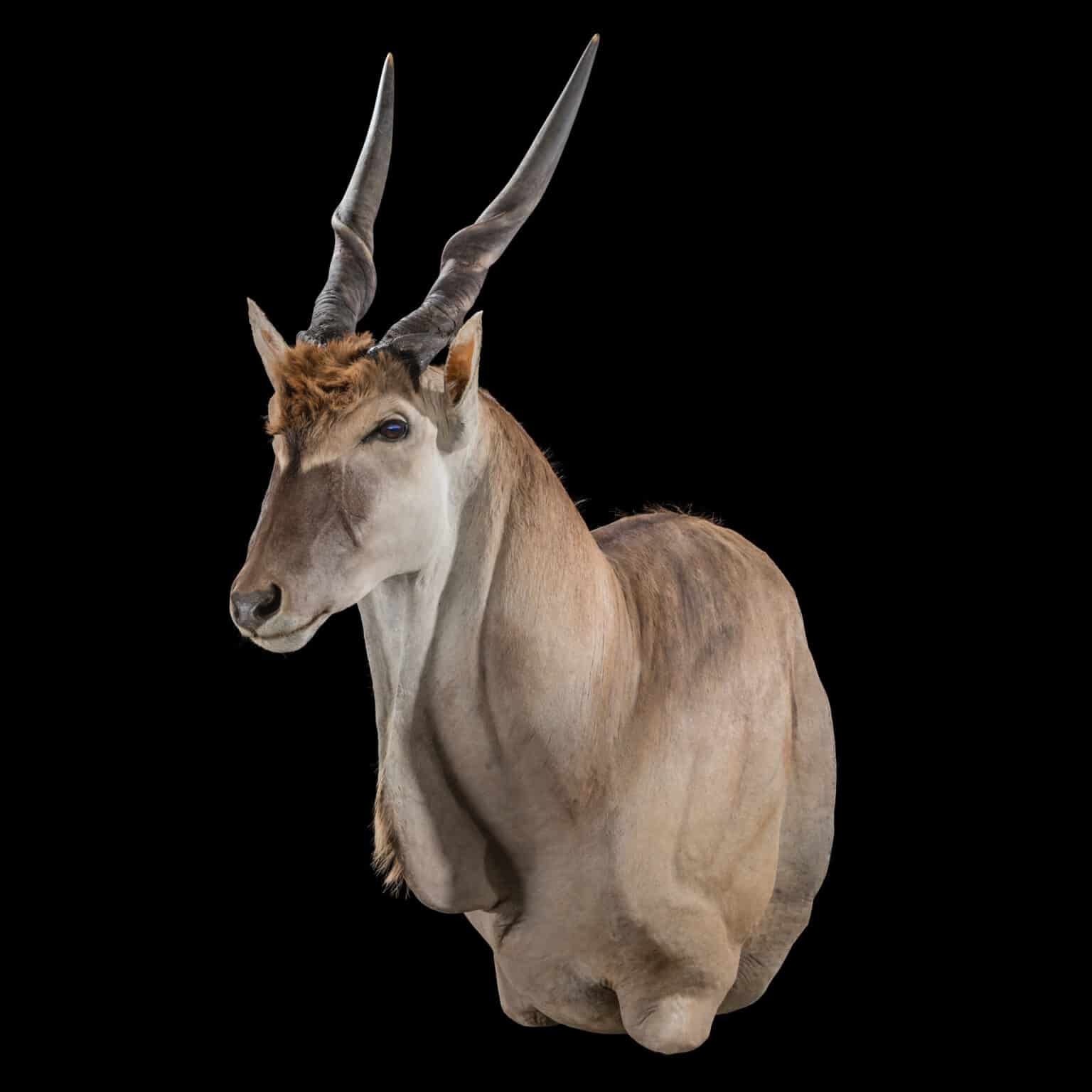 ELAND Taxidermy South Africa | Get ELAND Trophy Quote