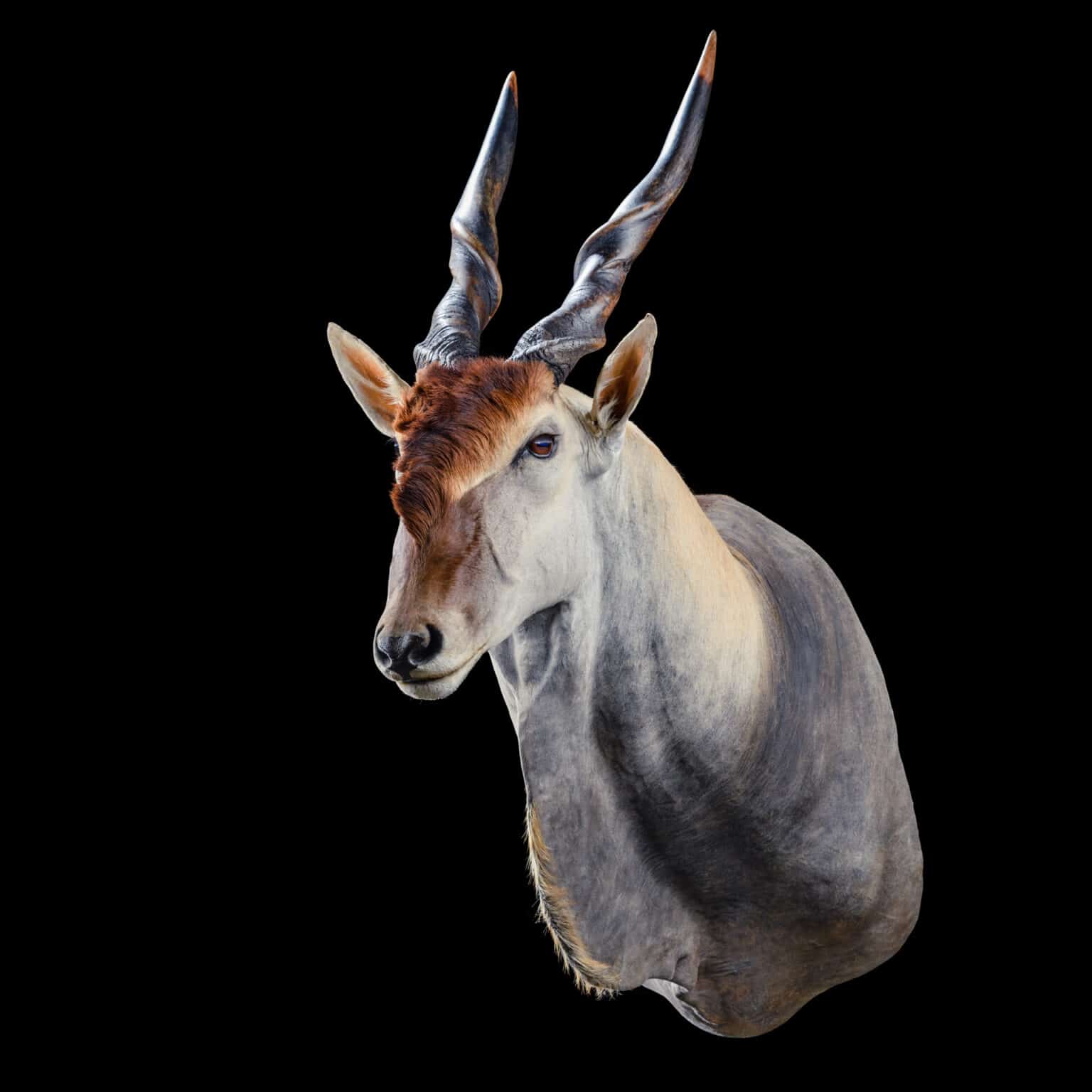 ELAND Taxidermy South Africa | Get ELAND Trophy Quote