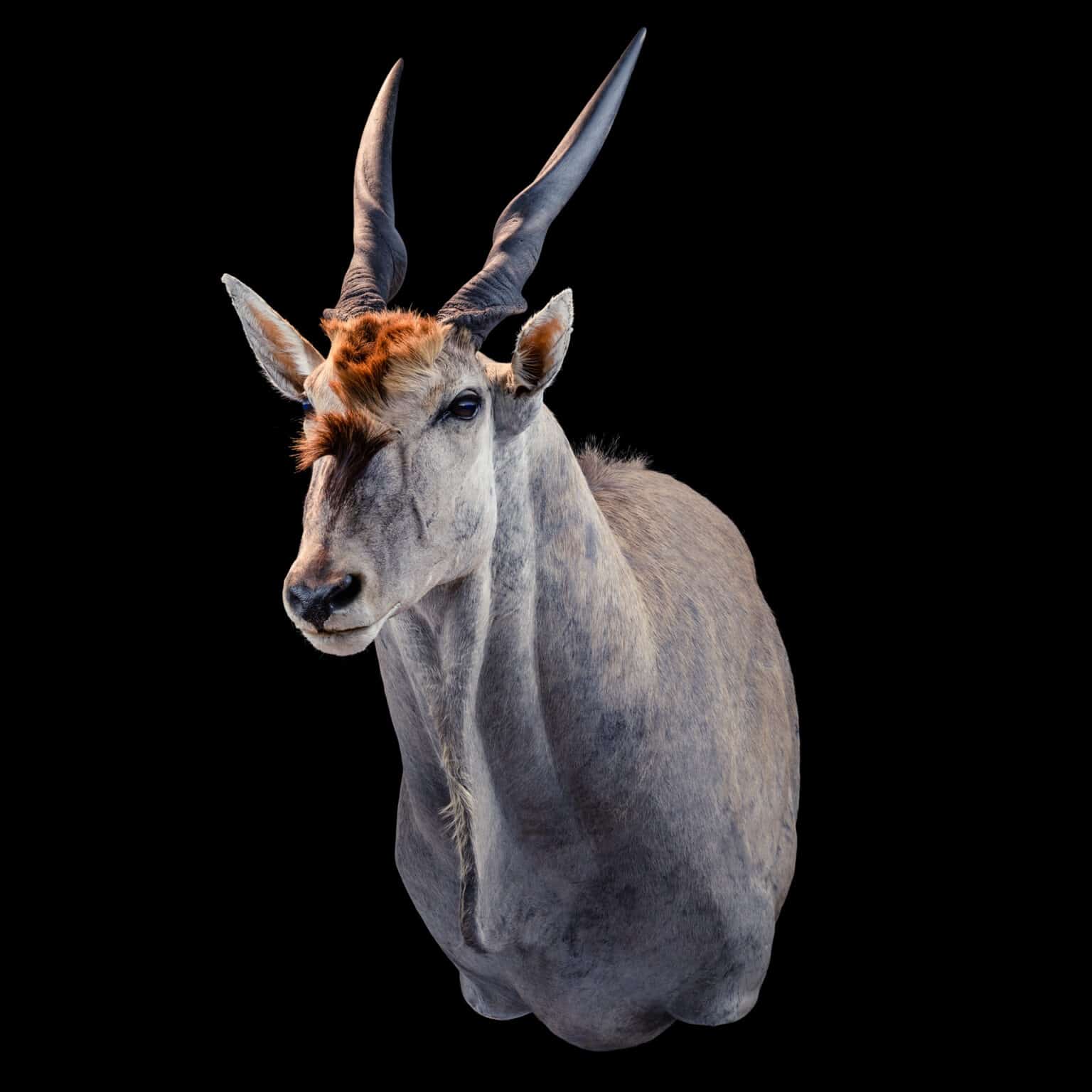ELAND Taxidermy South Africa | Get ELAND Trophy Quote