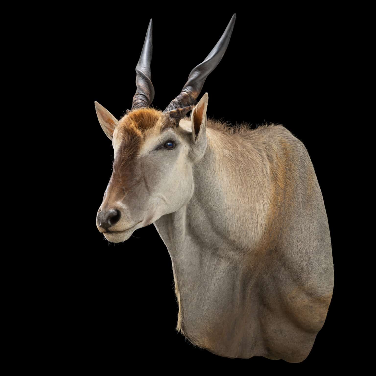 ELAND Taxidermy South Africa | Get ELAND Trophy Quote