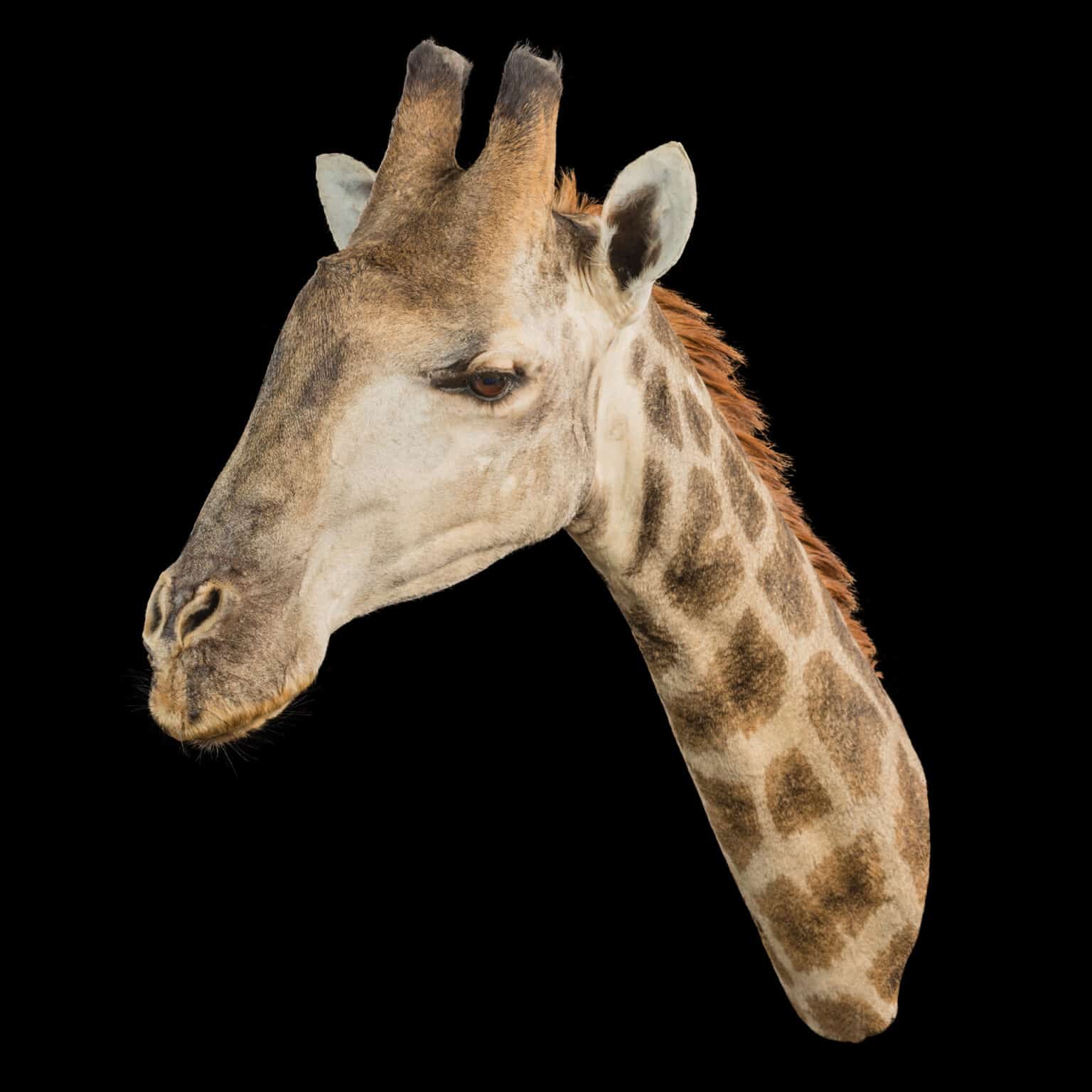 GIRAFFE Taxidermy South Africa | Get GIRAFFE Trophy Quote