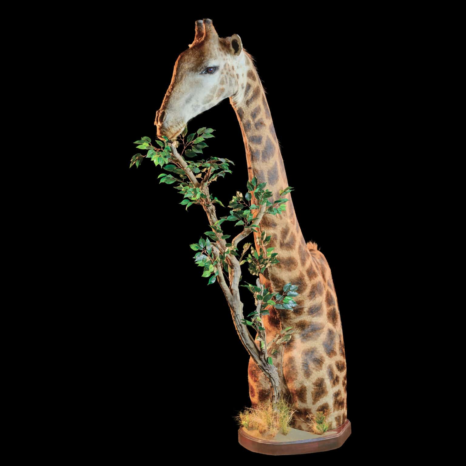 GIRAFFE Taxidermy South Africa | Get GIRAFFE Trophy Quote