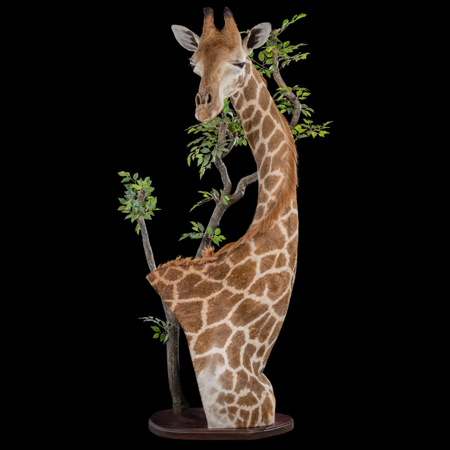 GIRAFFE Taxidermy South Africa | Get GIRAFFE Trophy Quote