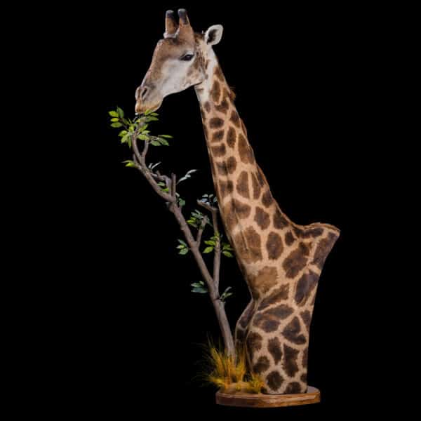 GIRAFFE Taxidermy South Africa | Get GIRAFFE Trophy Quote