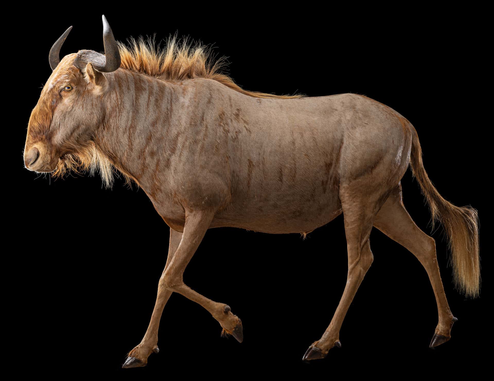 WILDEBEEST Taxidermy South Africa | WILDEBEEST Trophy Quote