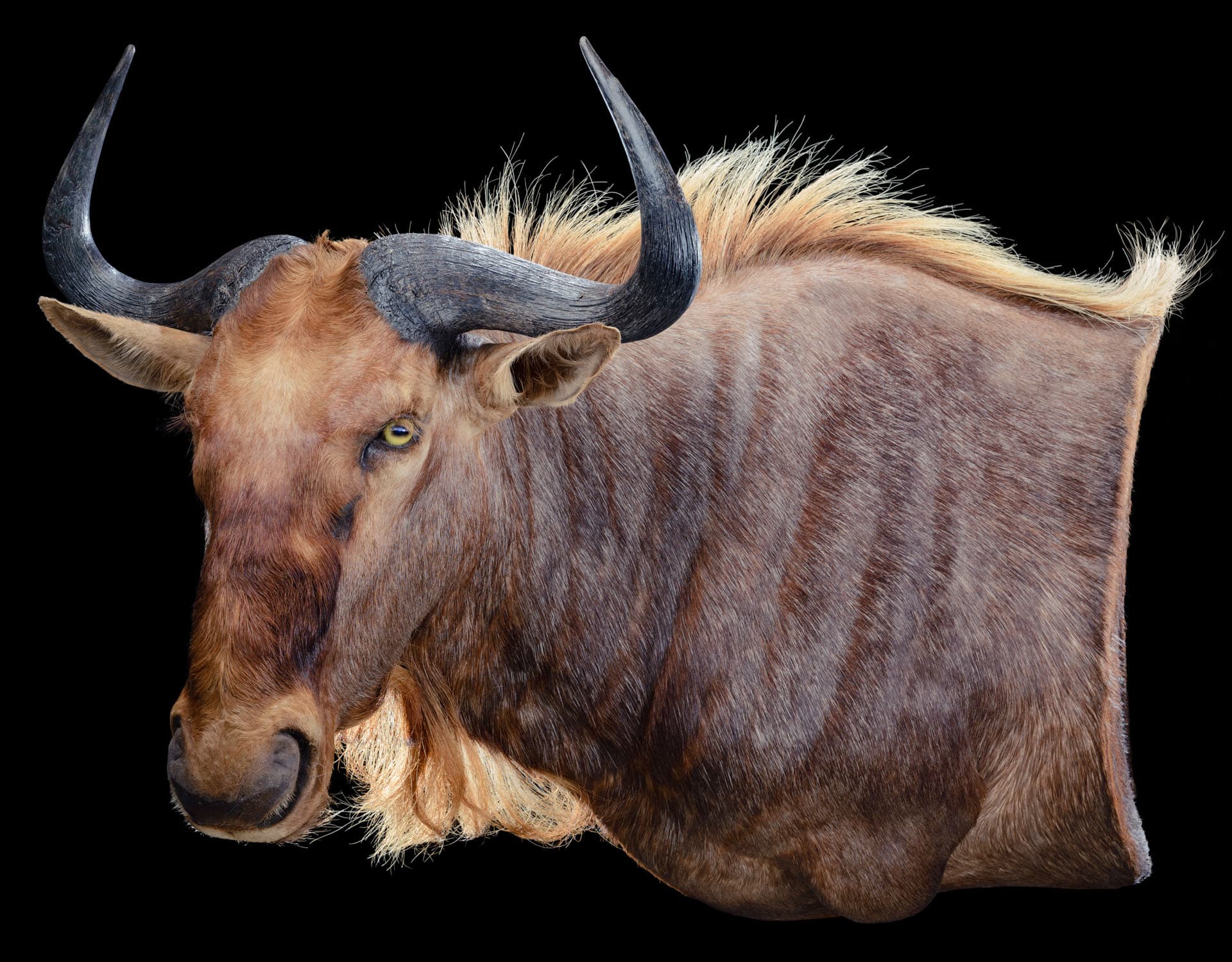 WILDEBEEST Taxidermy South Africa | WILDEBEEST Trophy Quote
