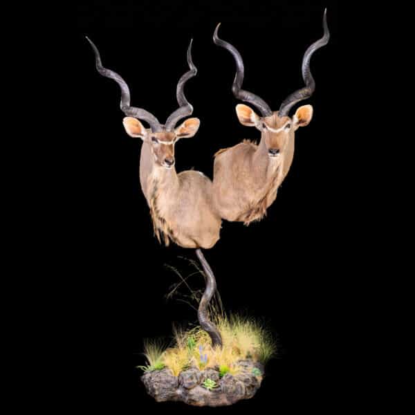Best KUDU Taxidermy South Africa | Get KUDU Trophy Quote