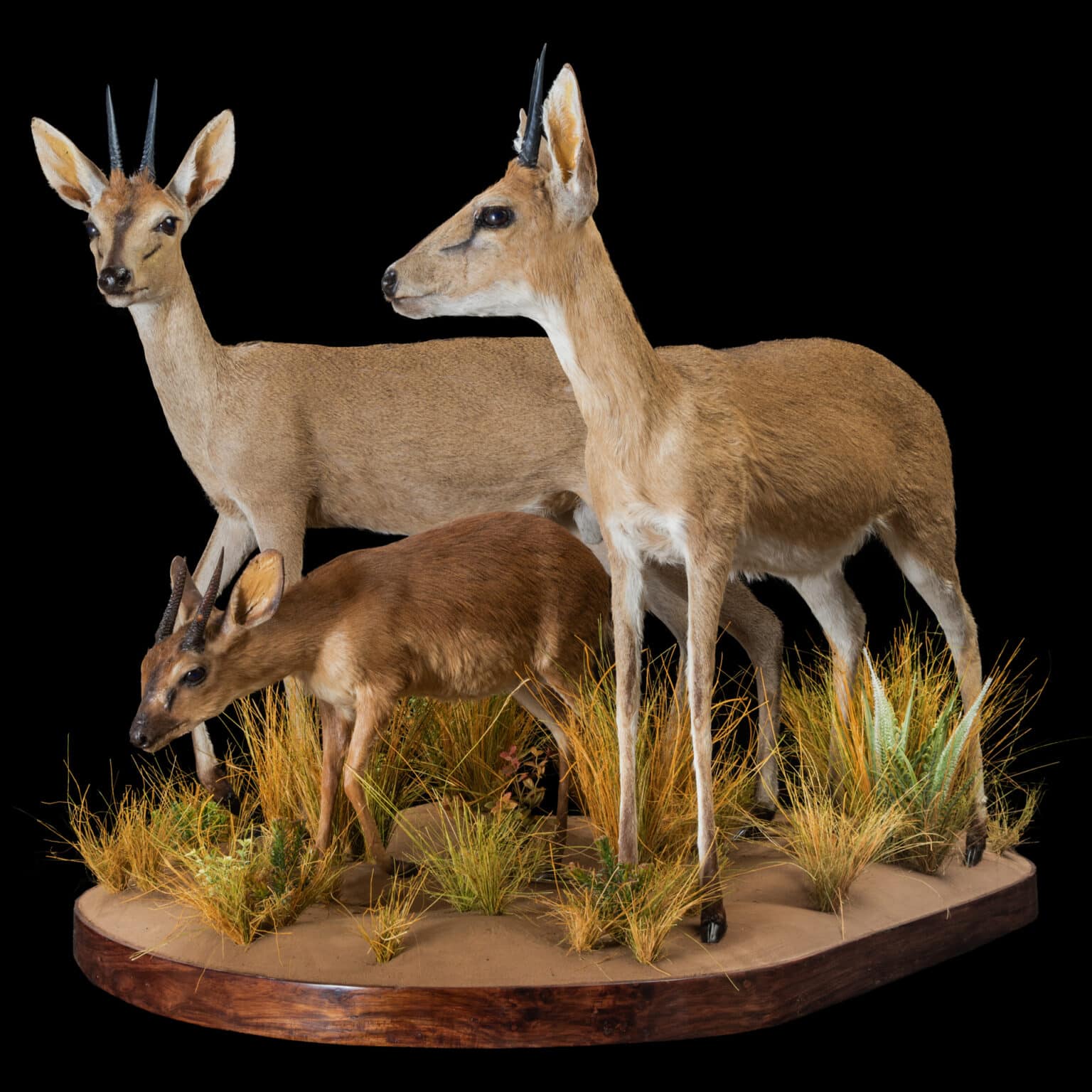 DUIKER Taxidermy South Africa | Get DUIKER Trophy Quote