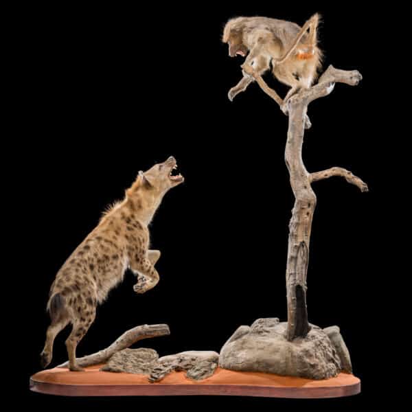 BABOON Taxidermy South Africa | Get BABOON Trophy Quote